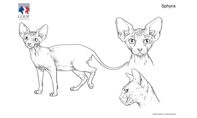 Caractéristiques de la race | LOOF